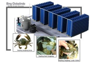Rumah Susun Kepiting Hunian Budidaya Sistem Ras Akuakultur – Bingcrabhouse